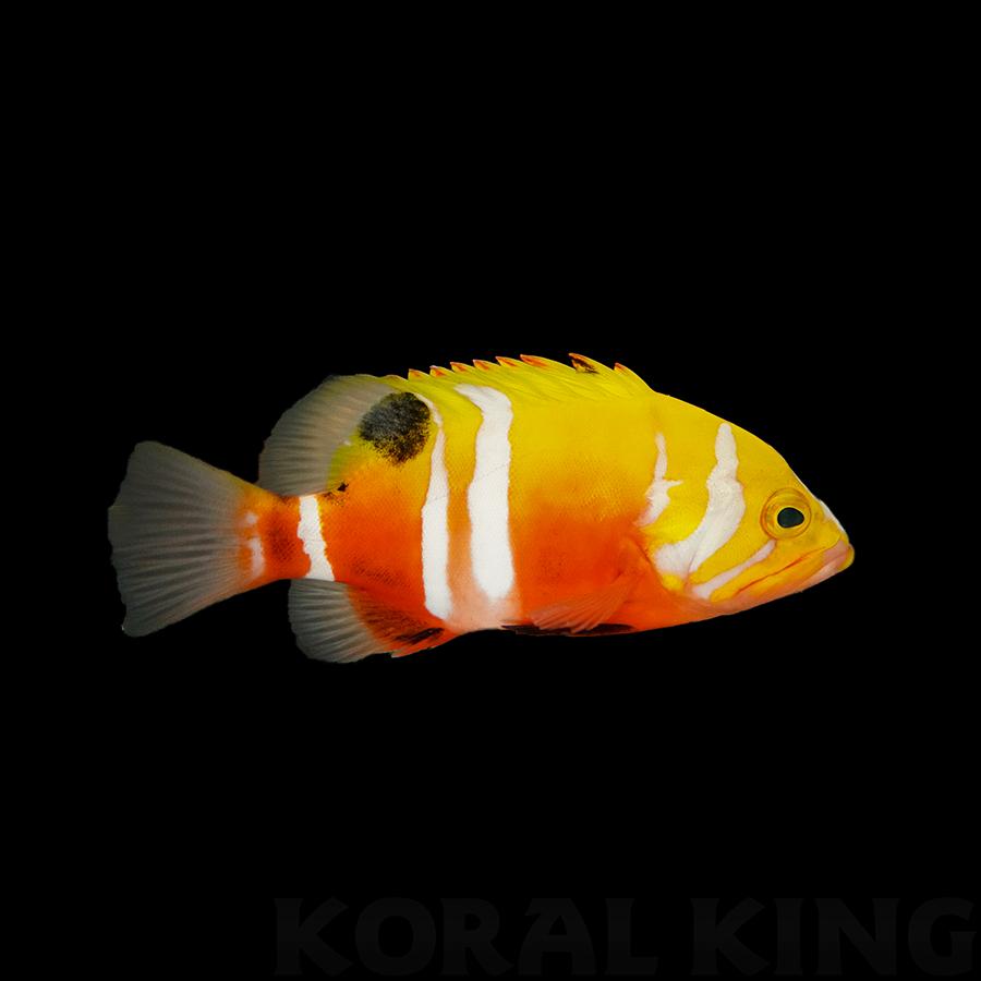 Fish – Koral King