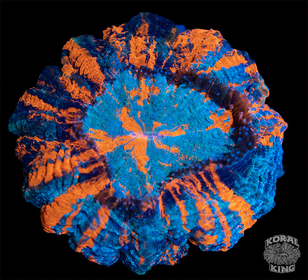 Colonies – Koral King