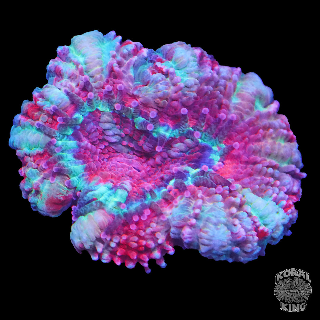 Artic Blast Aussie Lord Frag – Koral King
