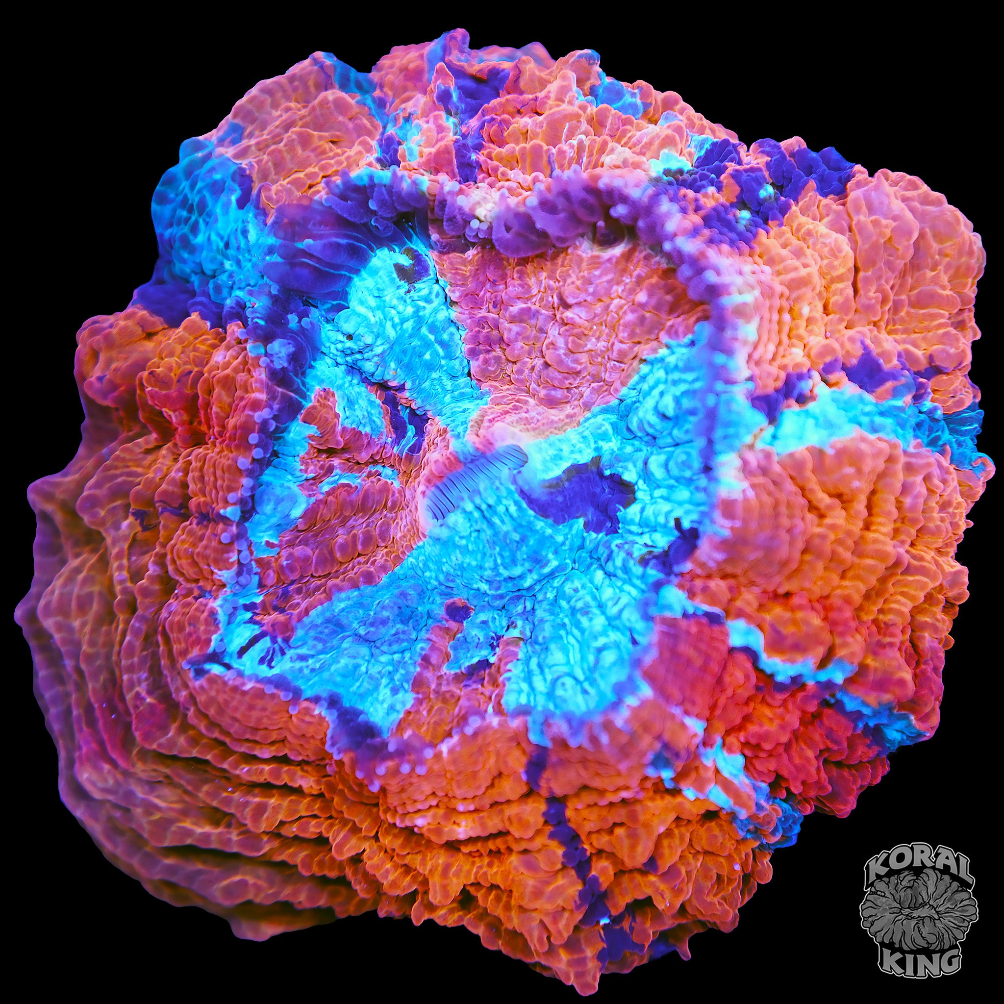 Ariel's Pearl Rainbow Acantho – Koral King