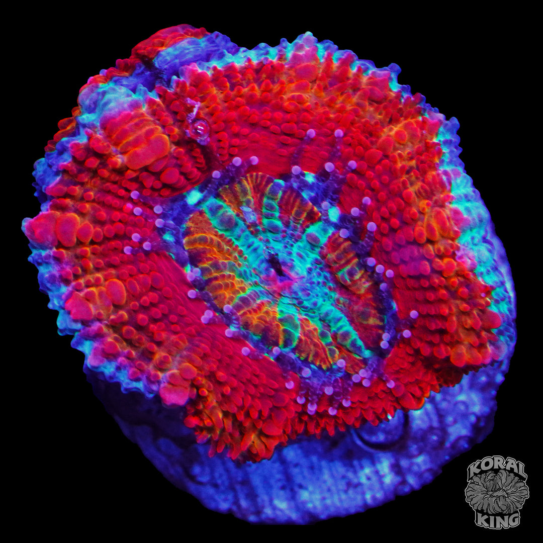 Rainbow Aussie Lord Frag – Koral King