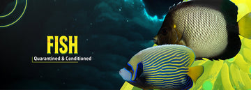 Koral King: Rare Corals for Sale