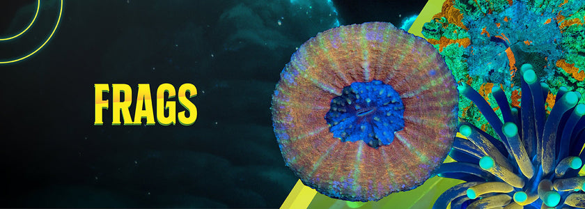 Koral King: Rare Corals for Sale