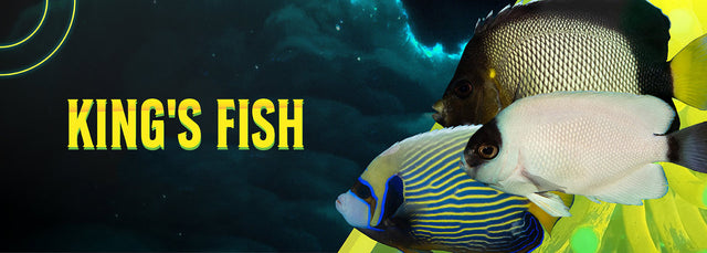 Koral King: Rare Corals for Sale