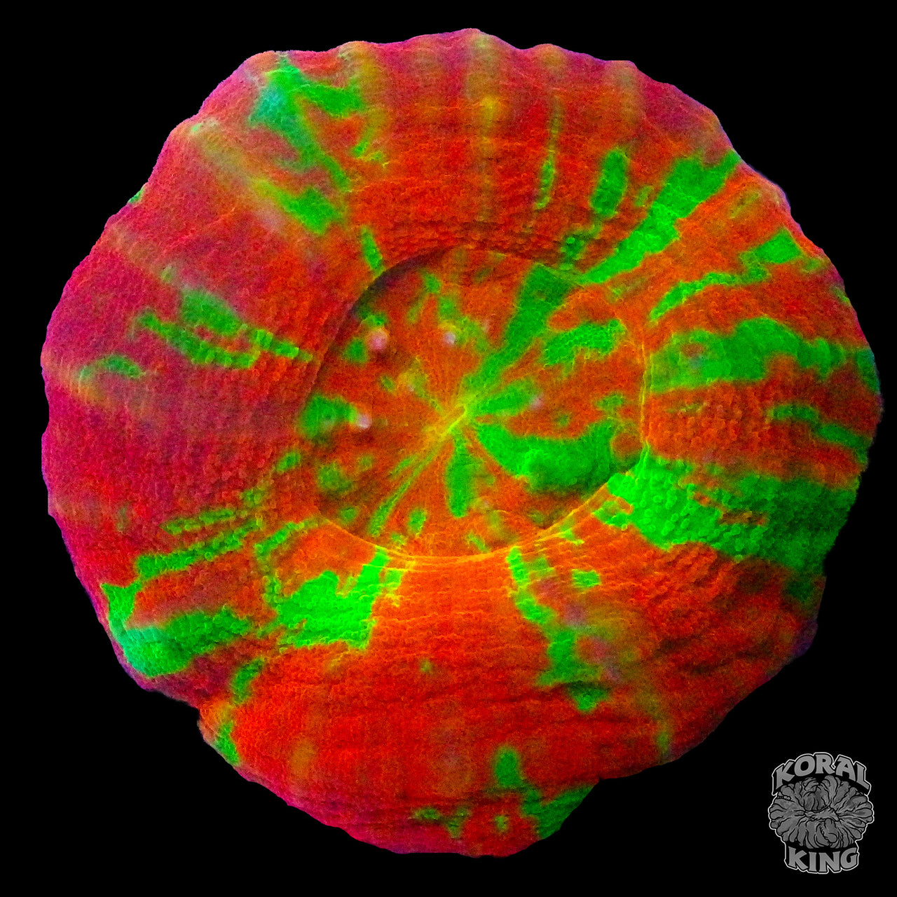 Ultra Bleeding Apple Scoly – Koral King