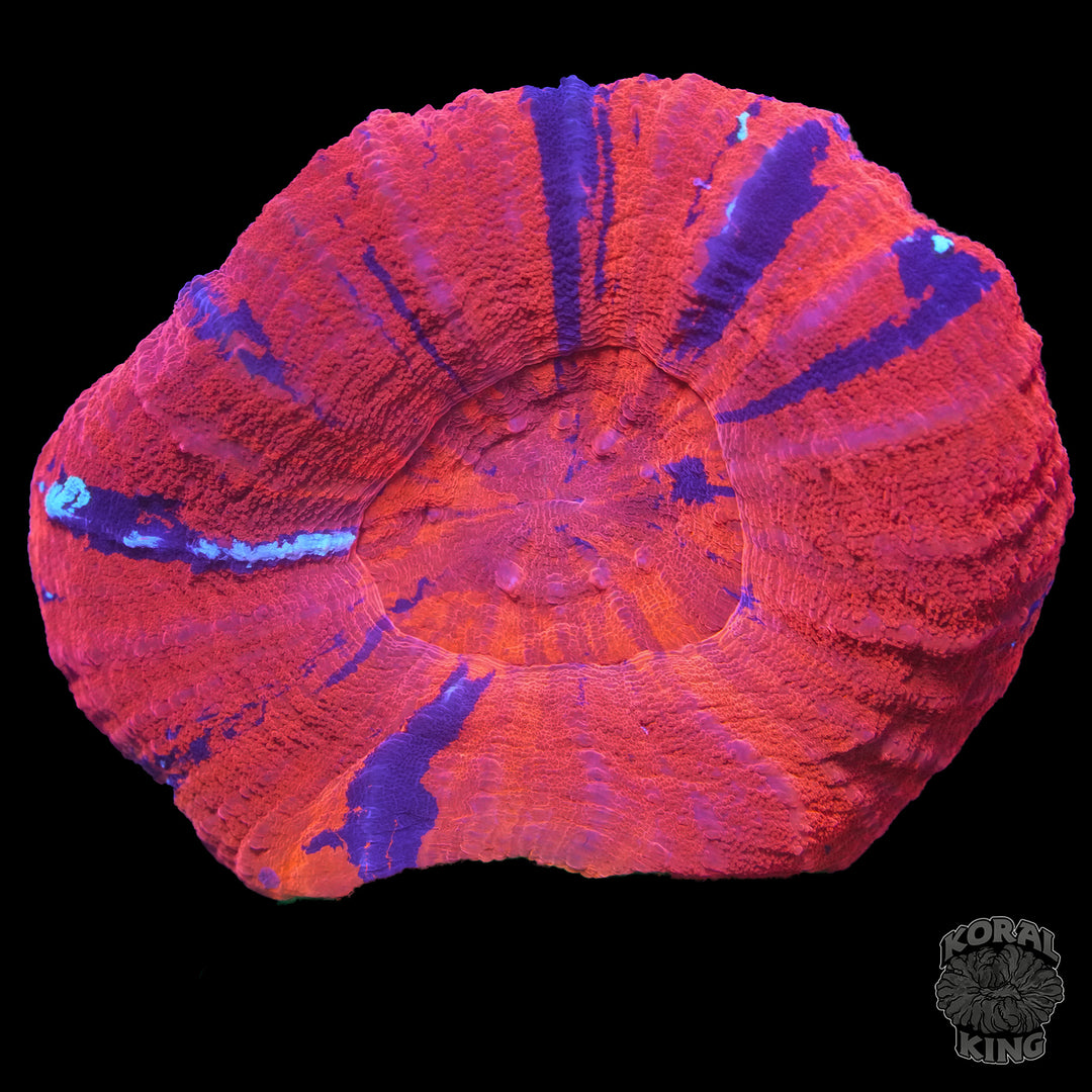 Bleeding War Paint Scoly – Koral King