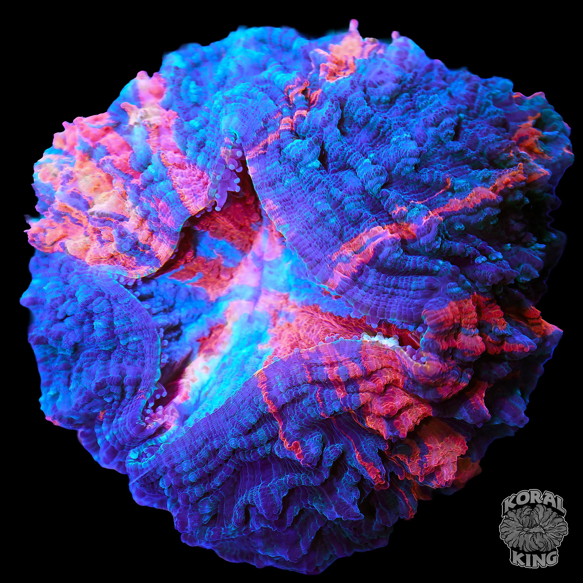 Blooming Onion Rainbow Acantho – Koral King