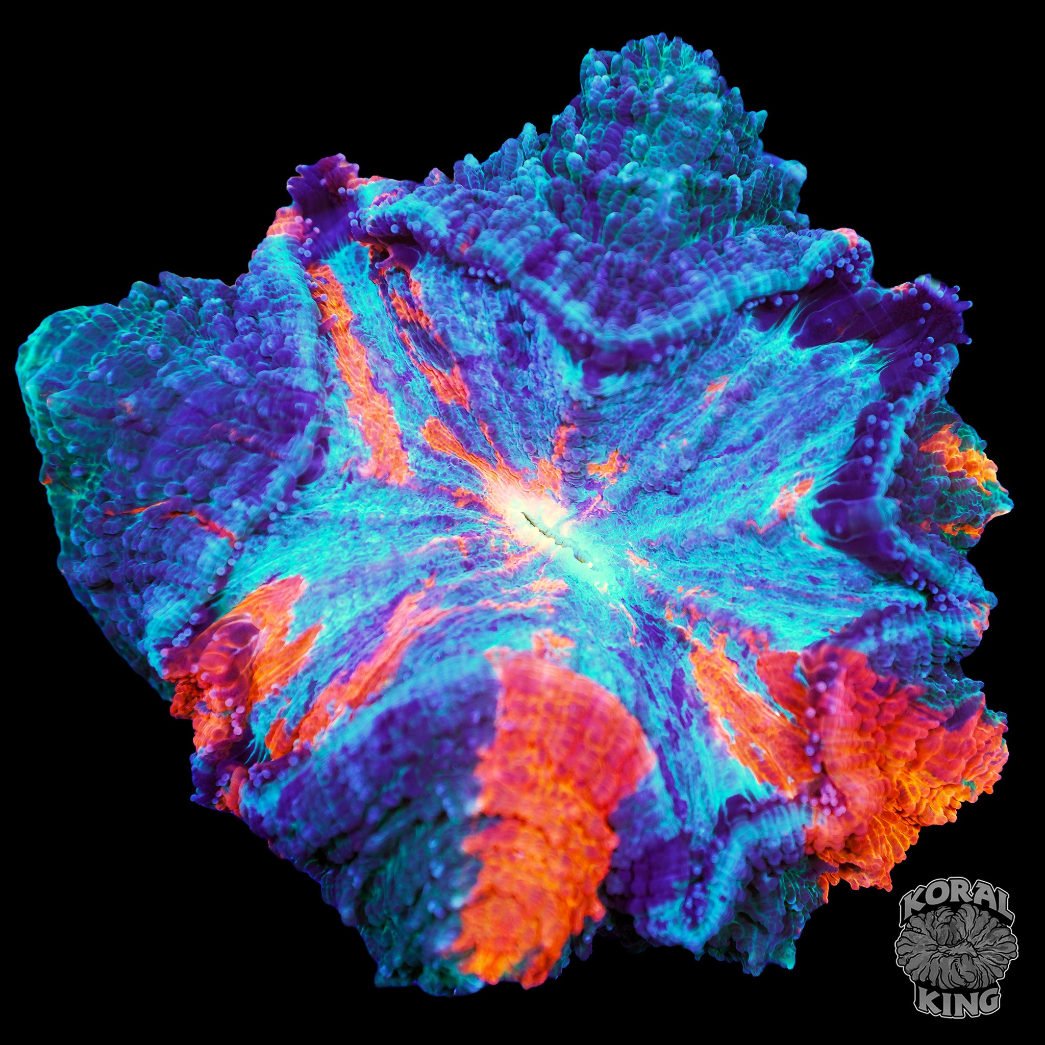Colorsplat Rainbow Acantho – Koral King