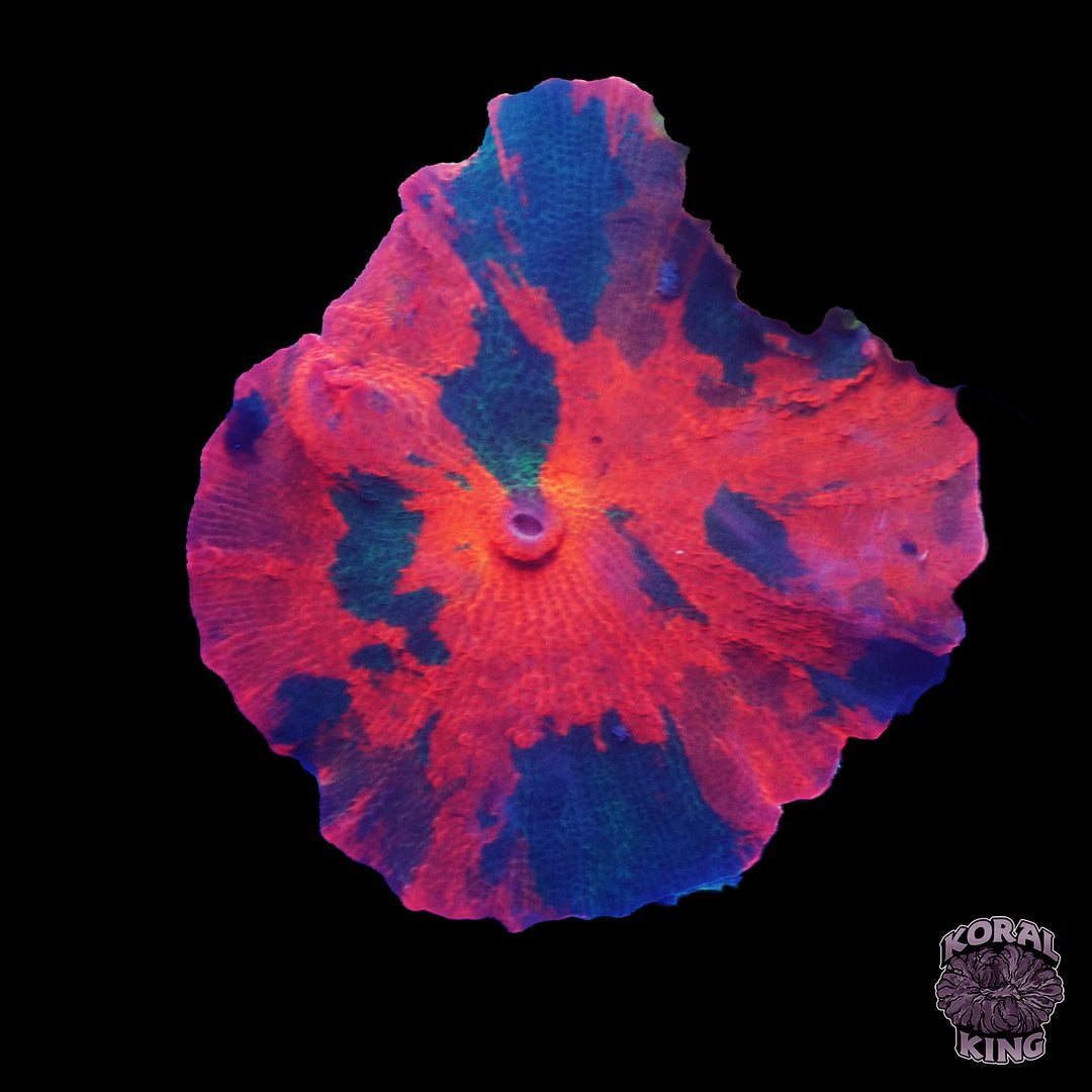 Ultra Candy Crush Mushroom – Koral King