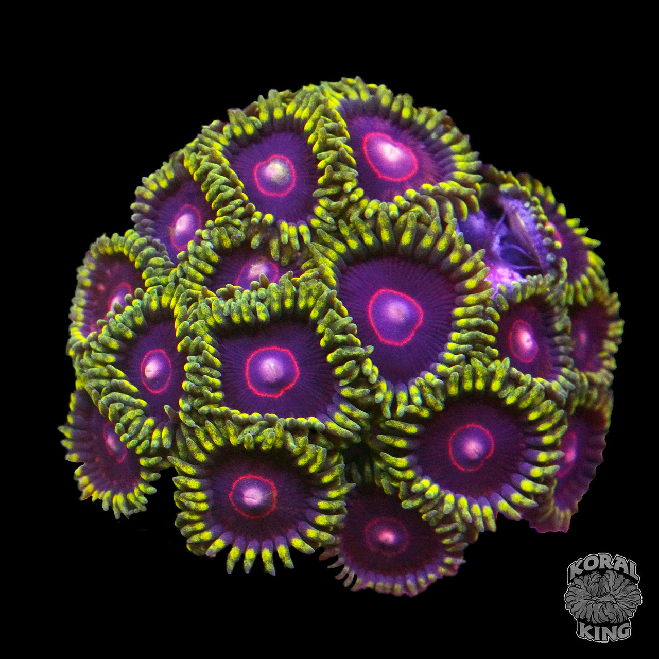 PHE Red Ring Zoa Frag – Koral King