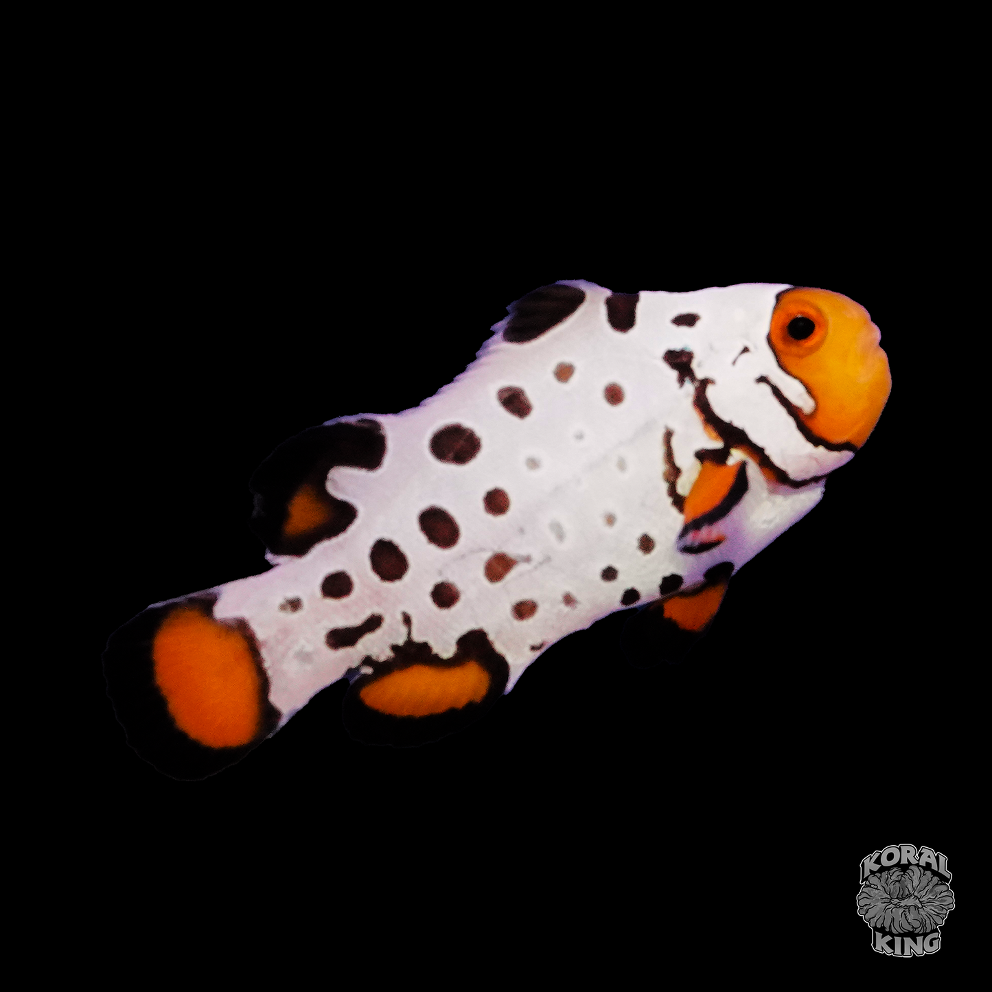 Extreme Frostbite Clownfish – Koral King