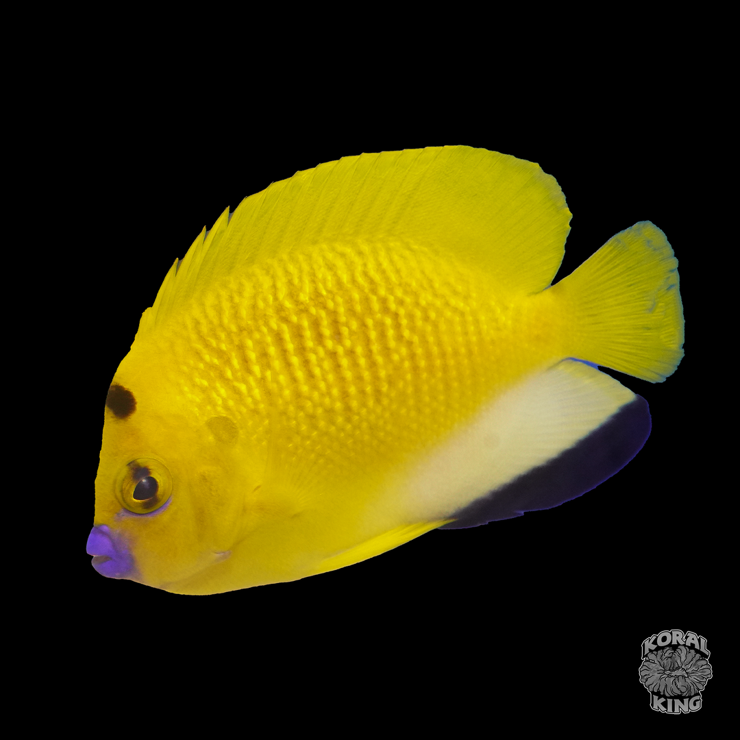 Flagfin Angel – Koral King