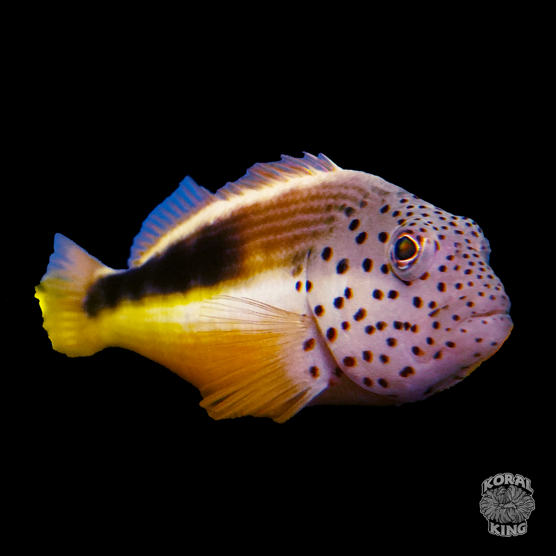 Freckled Hawkfish – Koral King