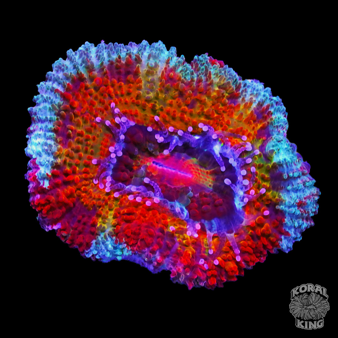 Grafted Aussie Lord Frag (WYSIWYG) – Koral King