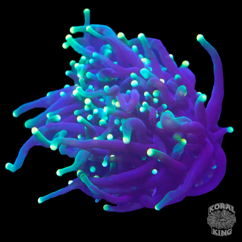 Green Tip Torch Koral King