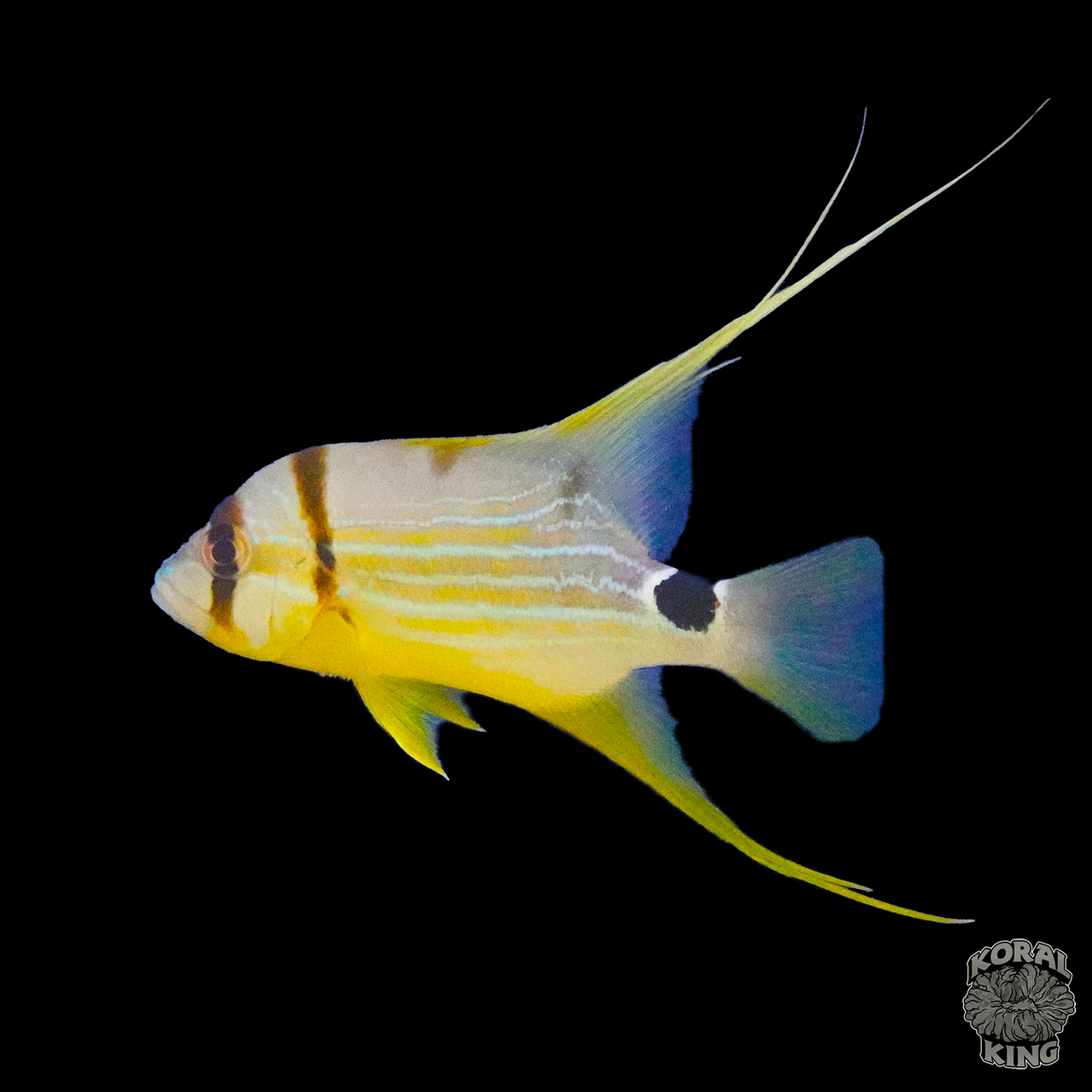 Hi-Fin Snapper – Koral King