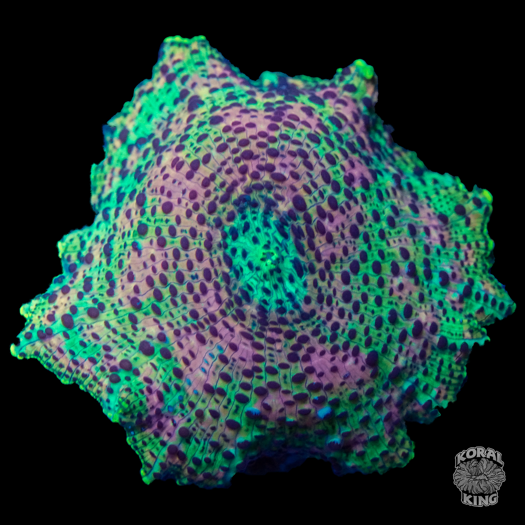 KK Joker Mushroom – Koral King