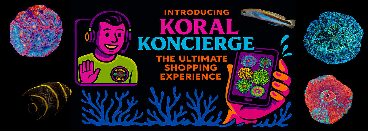 Koral King: Rare Corals for Sale