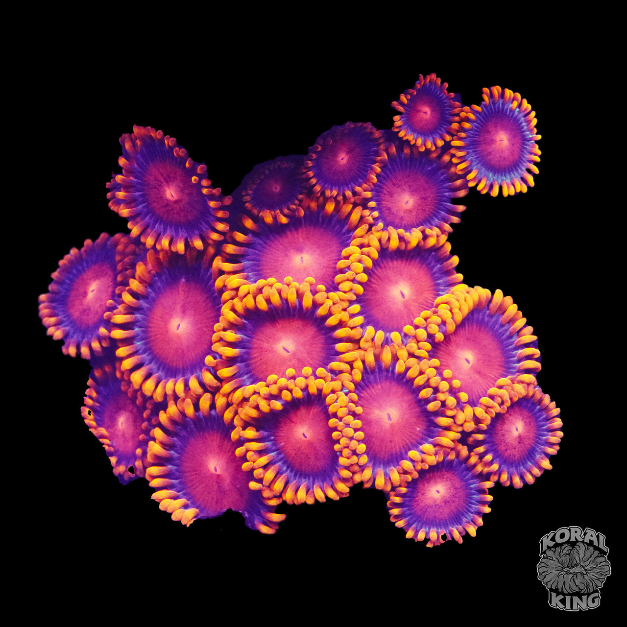 Fiji Bam Bam Orange Zoanthids – Koral King