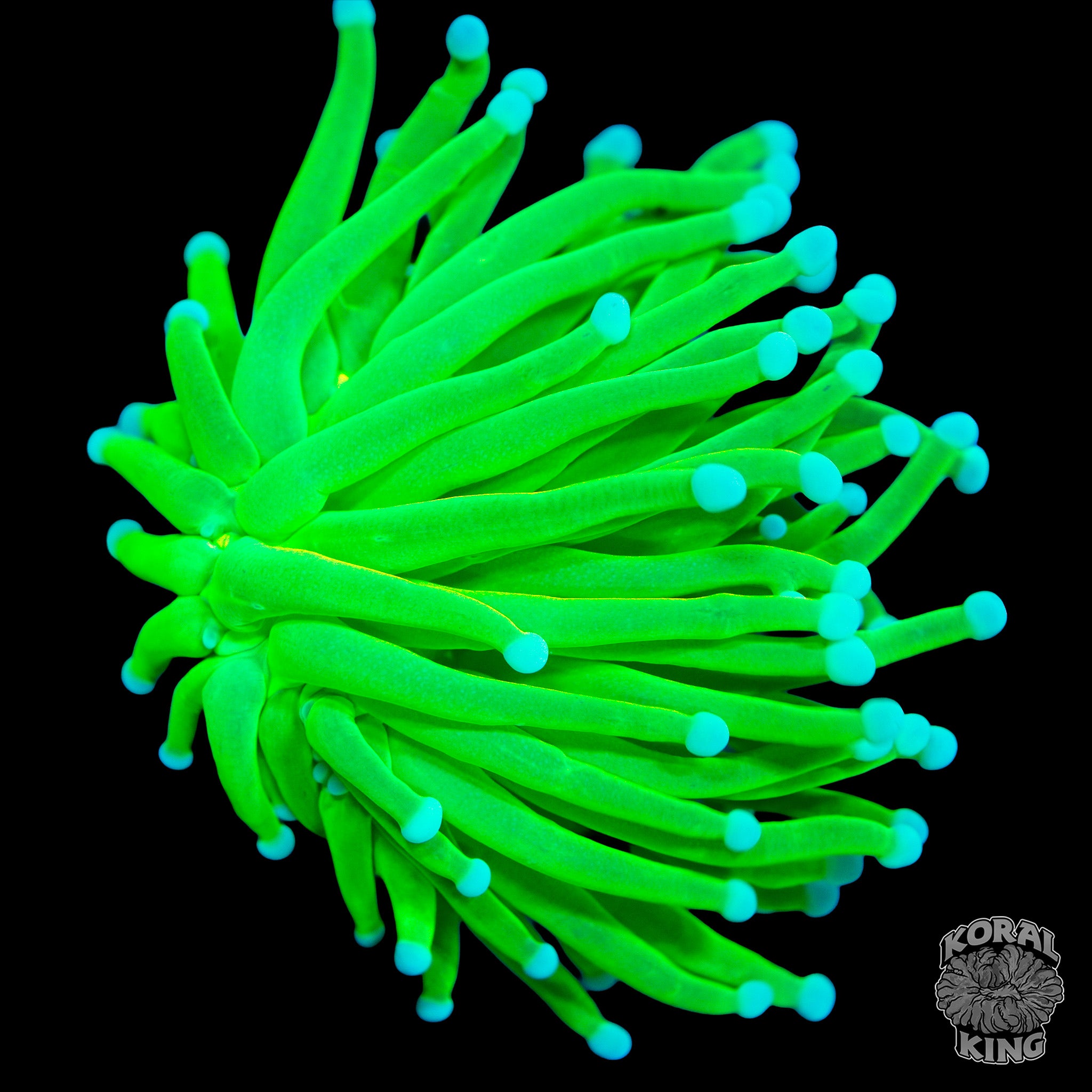 Lemon Lime Torch (BRIGHT!) – Koral King