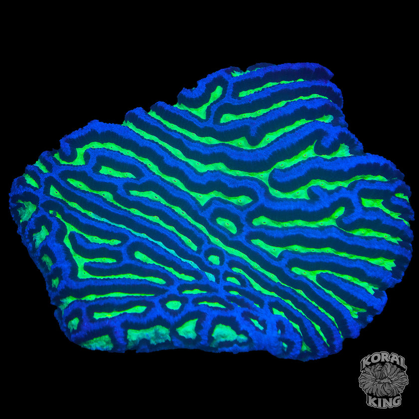 Maze Plate – Koral King