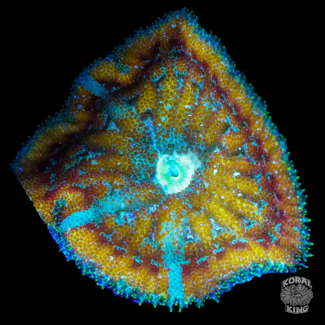 Maxi Mini Anemone – Koral King