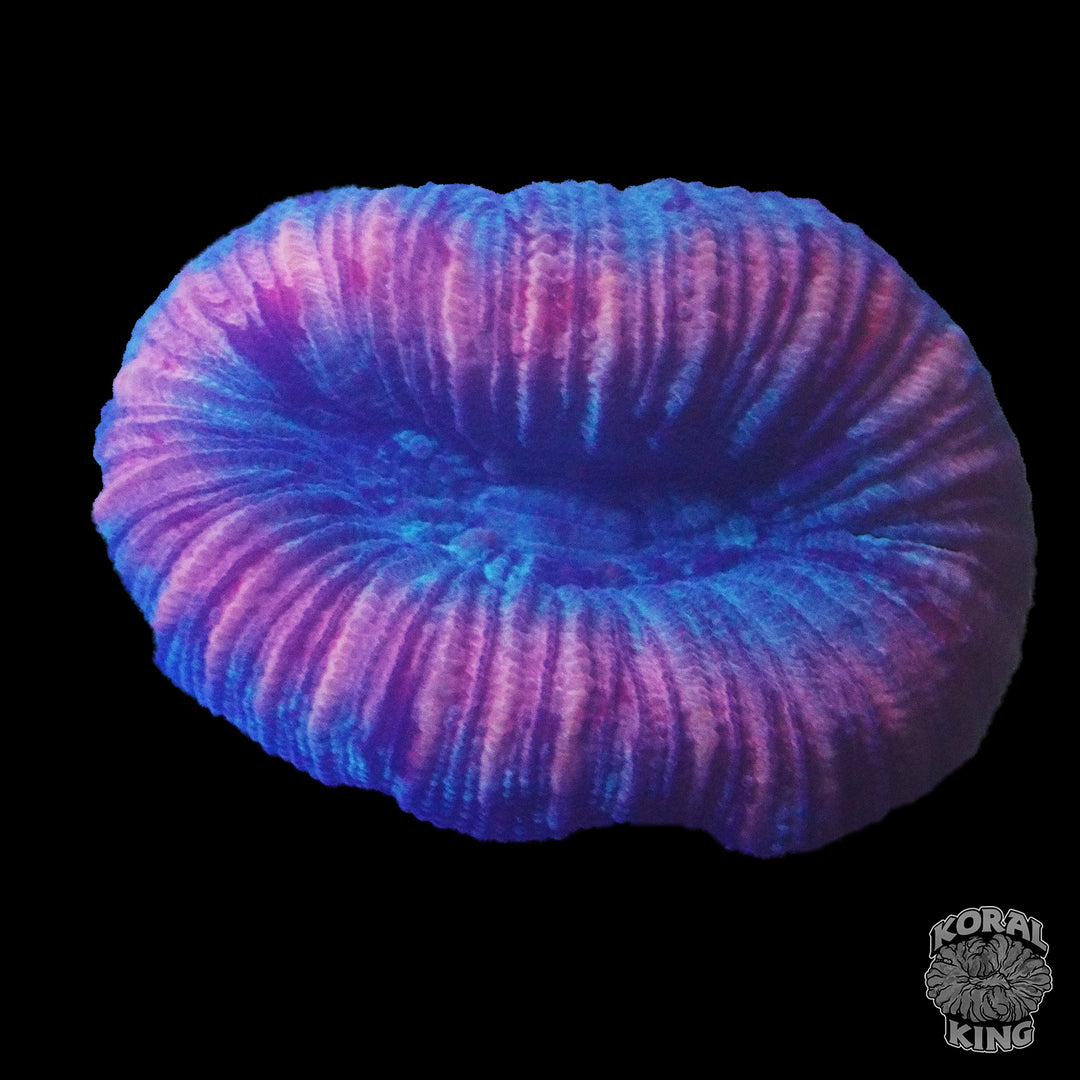 Mini Trachy Pair – Koral King