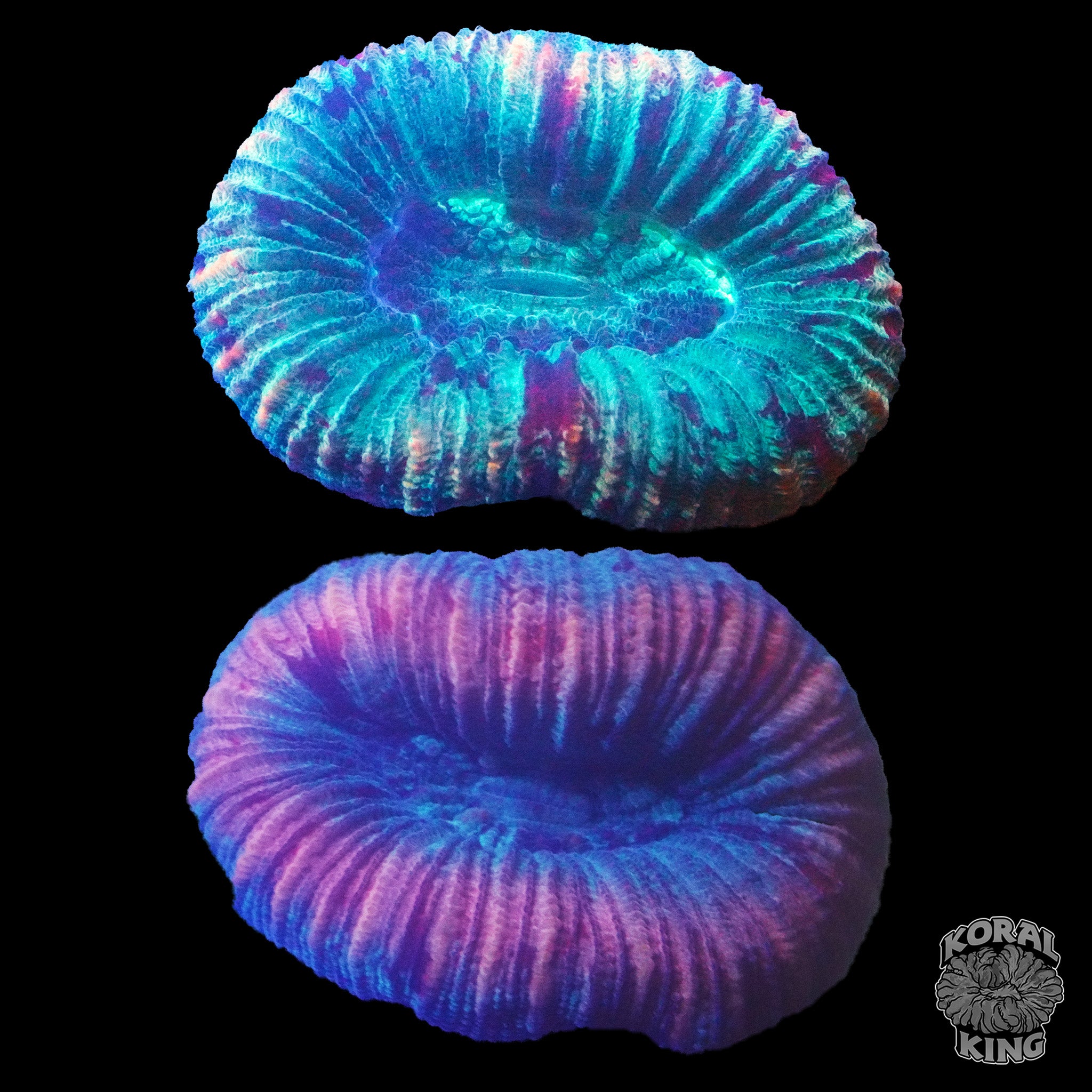 Mini Trachy Pair – Koral King