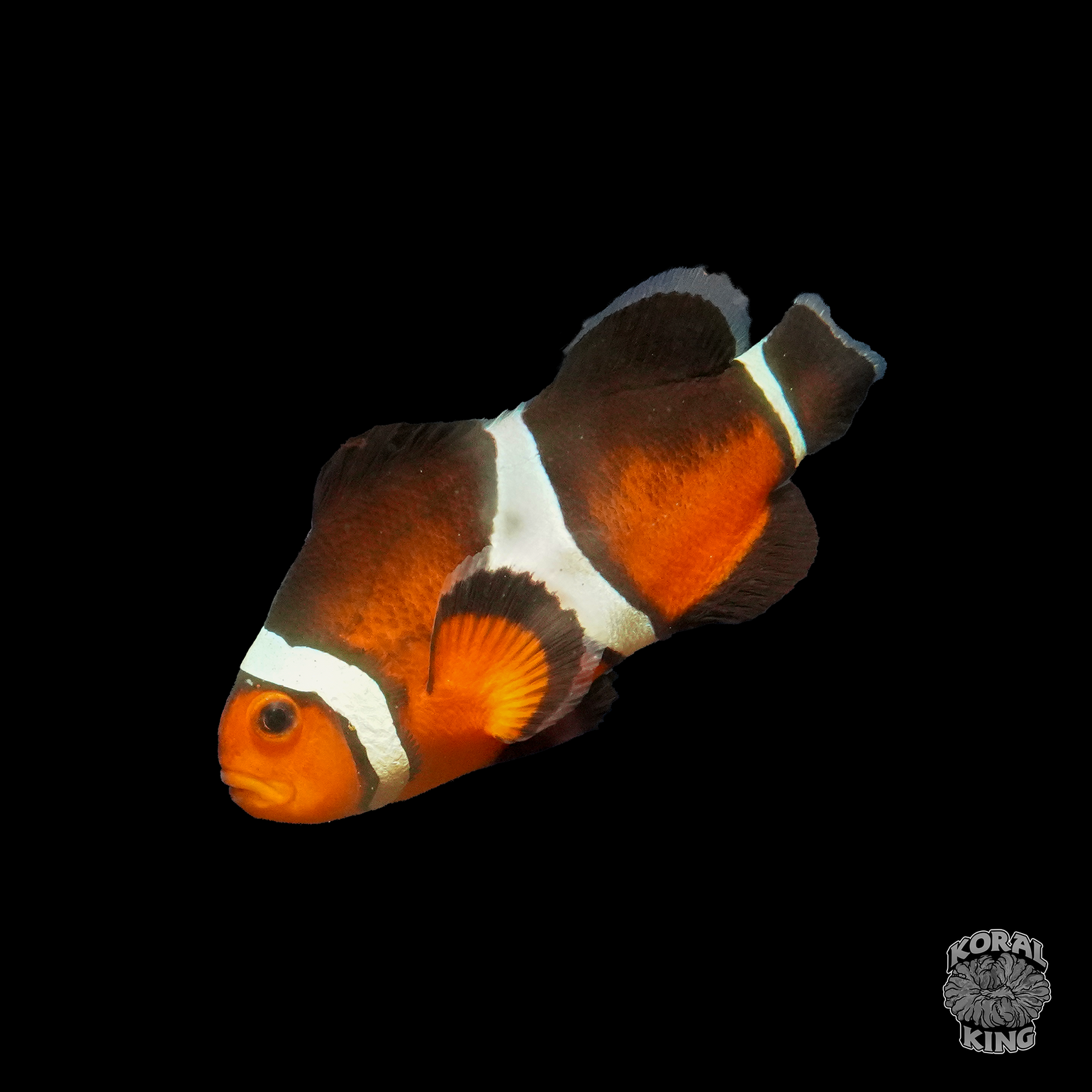 Premium Mocha Gladiator Clownfish – Koral King