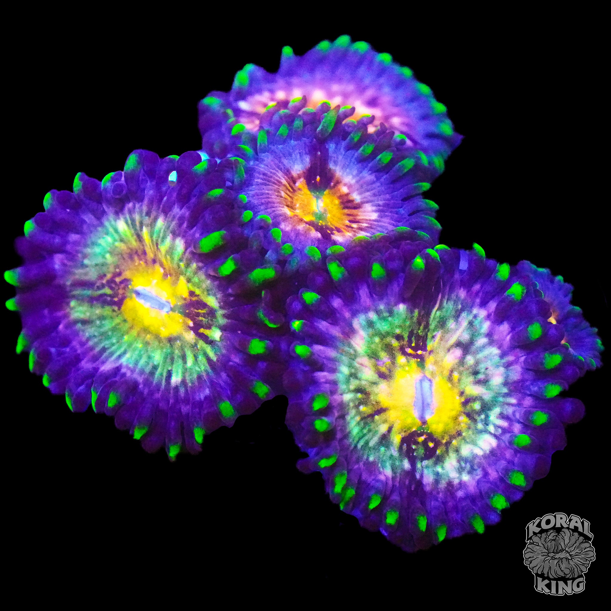 Mohawk Nirvana Zoa – Koral King