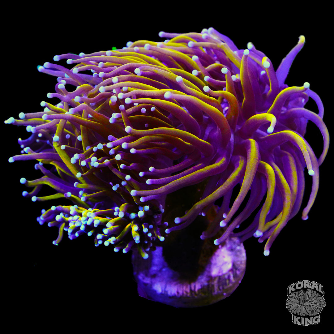 New York Knicks Torch – Koral King