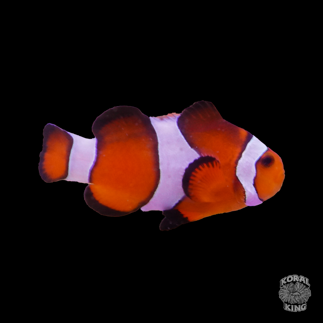 Ocellaris Clownfish – Koral King