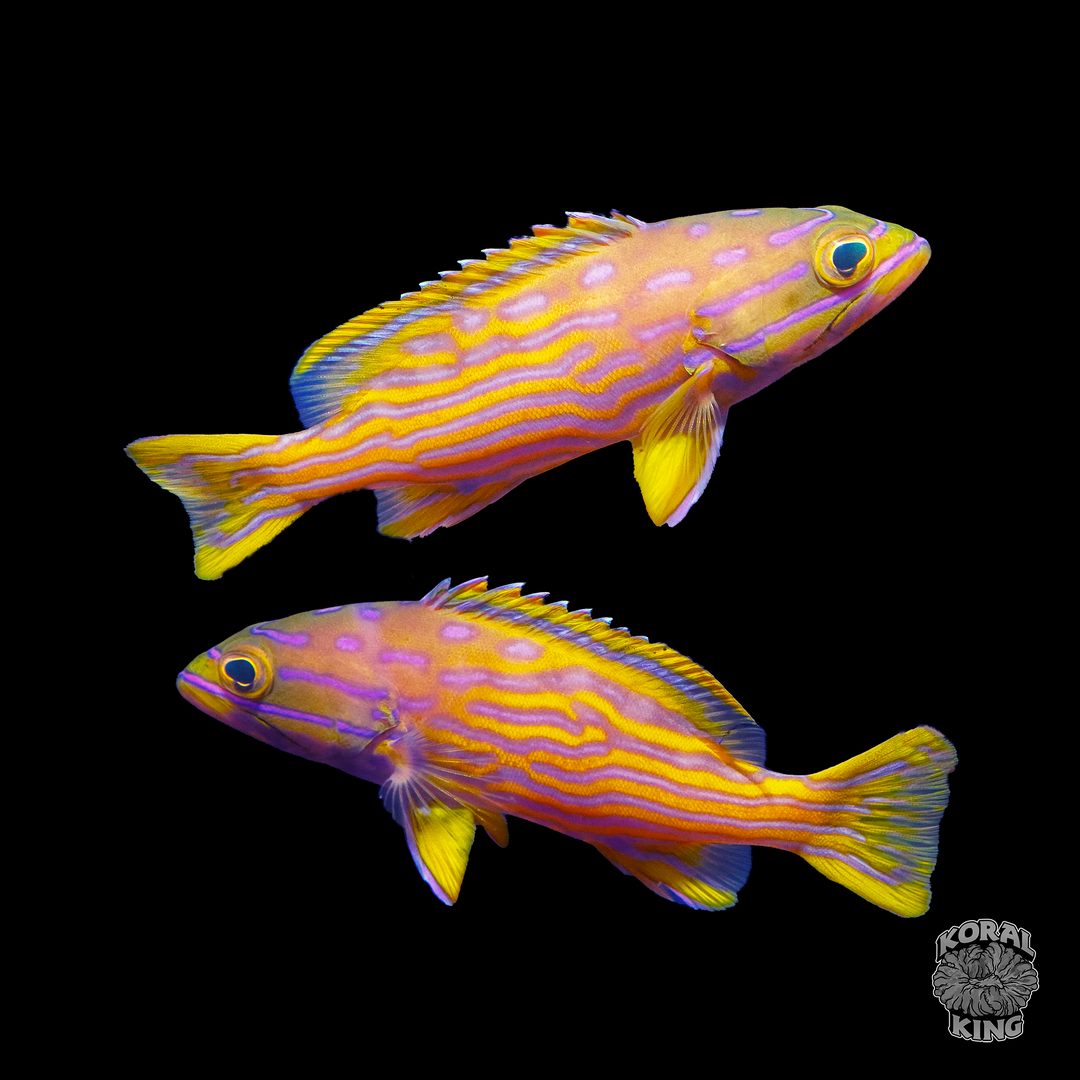 Polleni Harlequin Grouper – Koral King