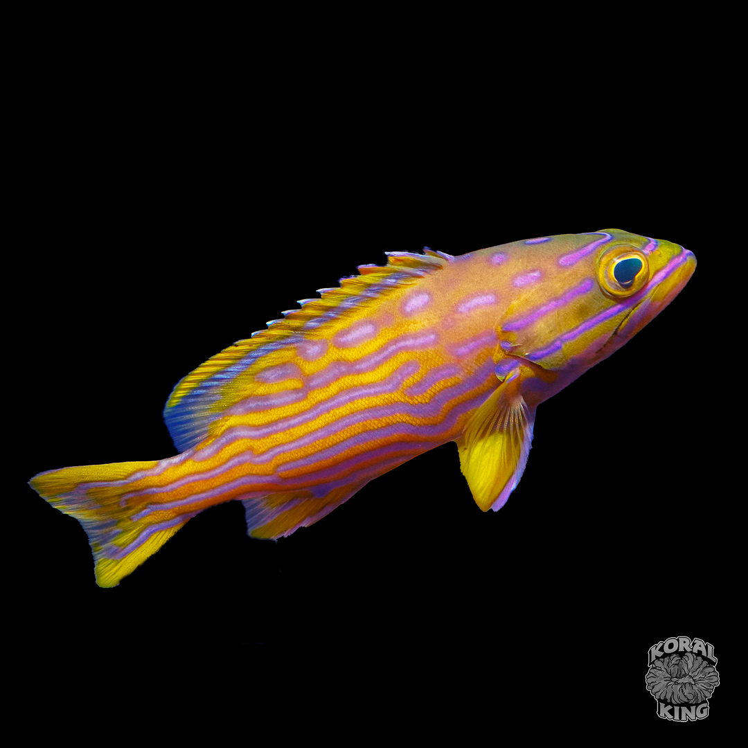 Polleni Harlequin Grouper – Koral King