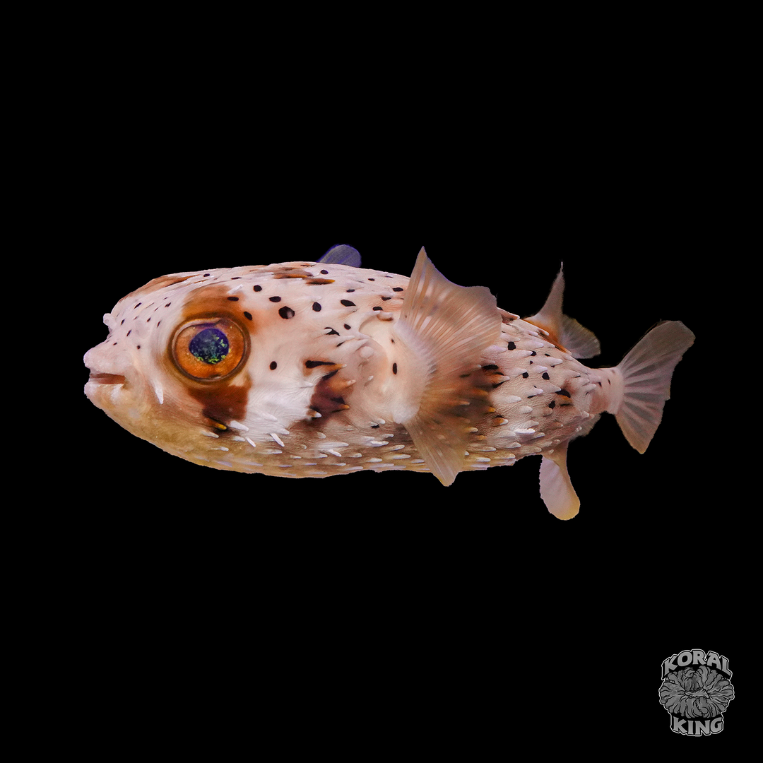 Porcupine Puffer – Koral King