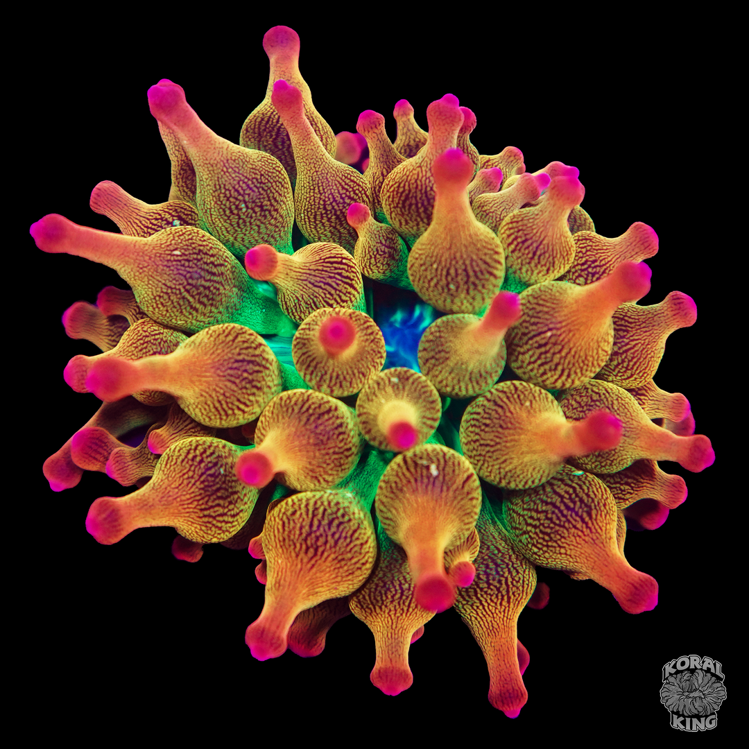 Rainbow Bubble Tip Anemone (Aquacultured) – Koral King