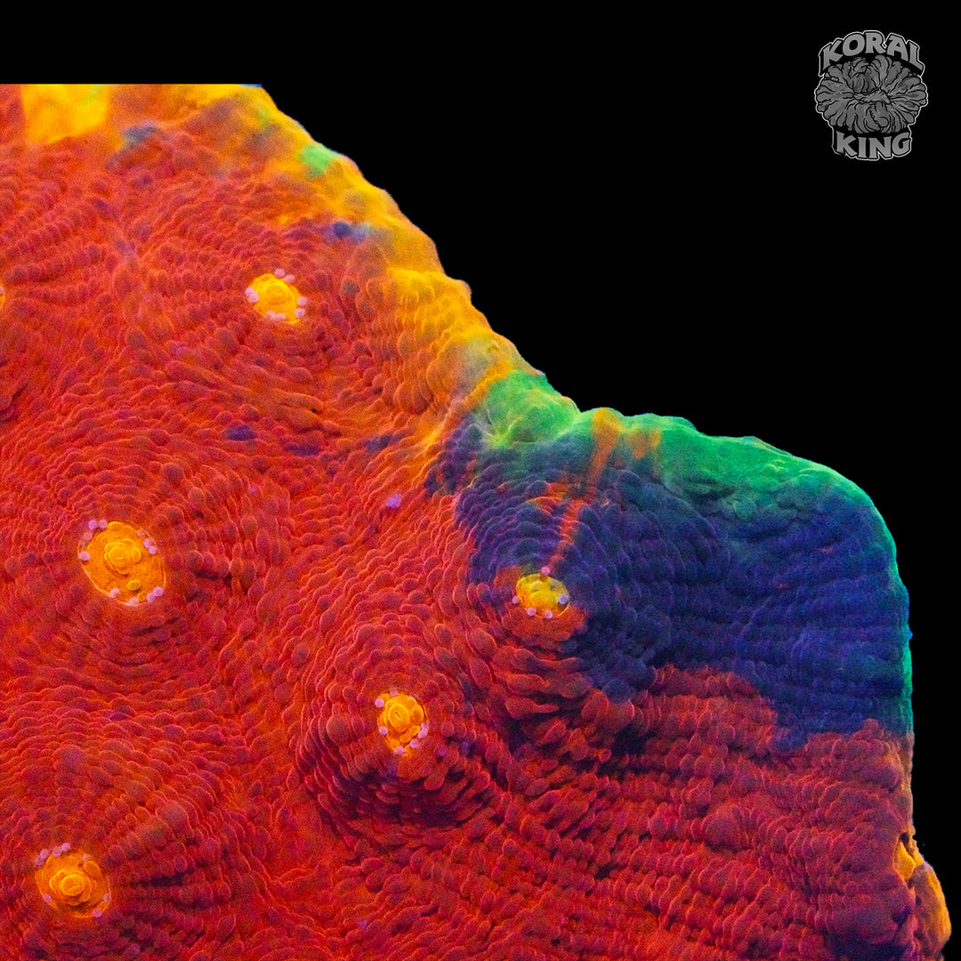 Corals – Koral King