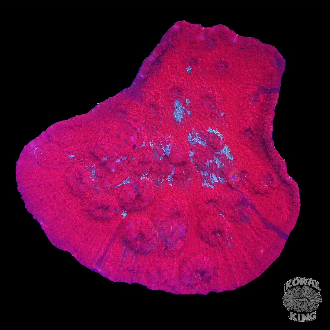 Red Chalice – Koral King