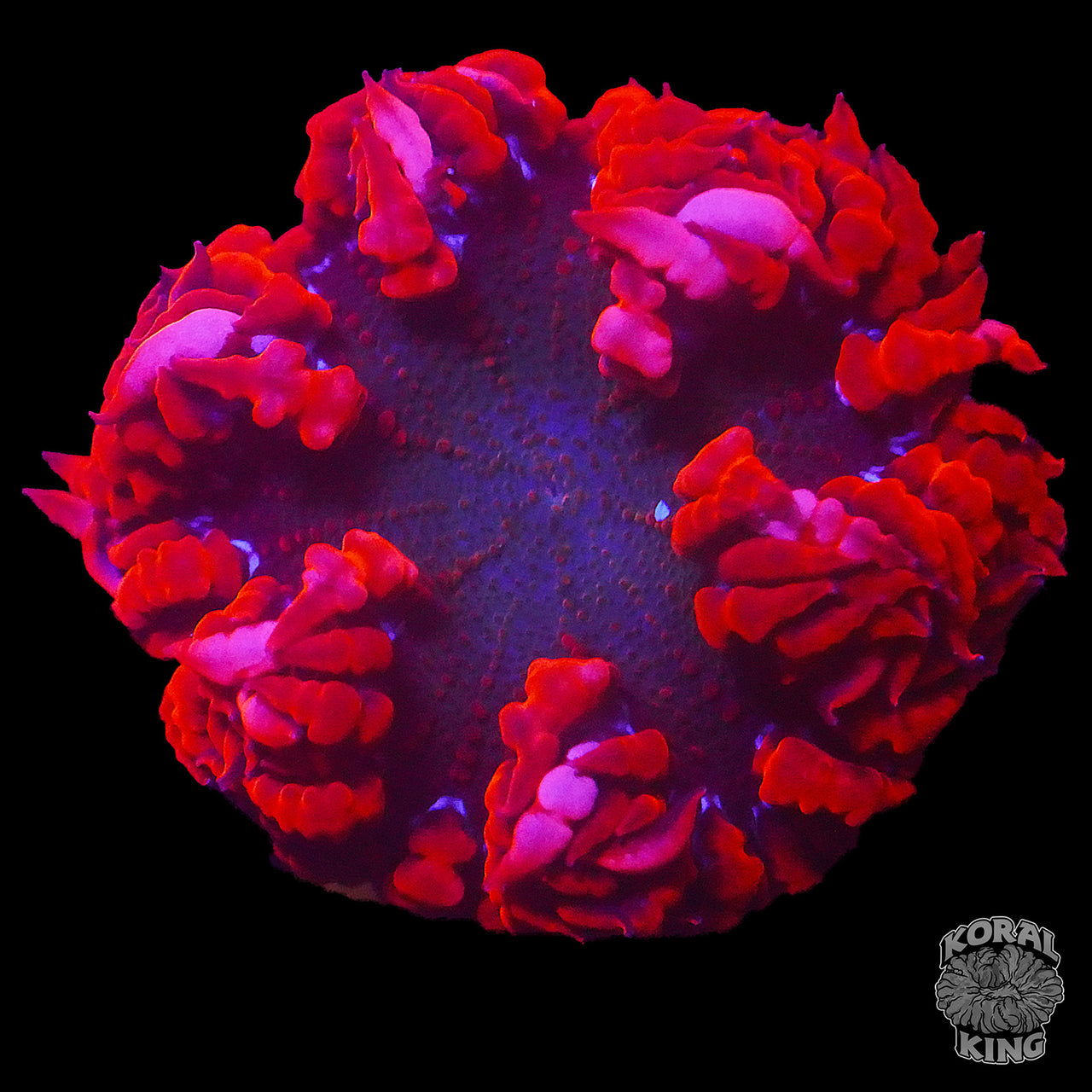 Red Ruby Rock Flower – Koral King