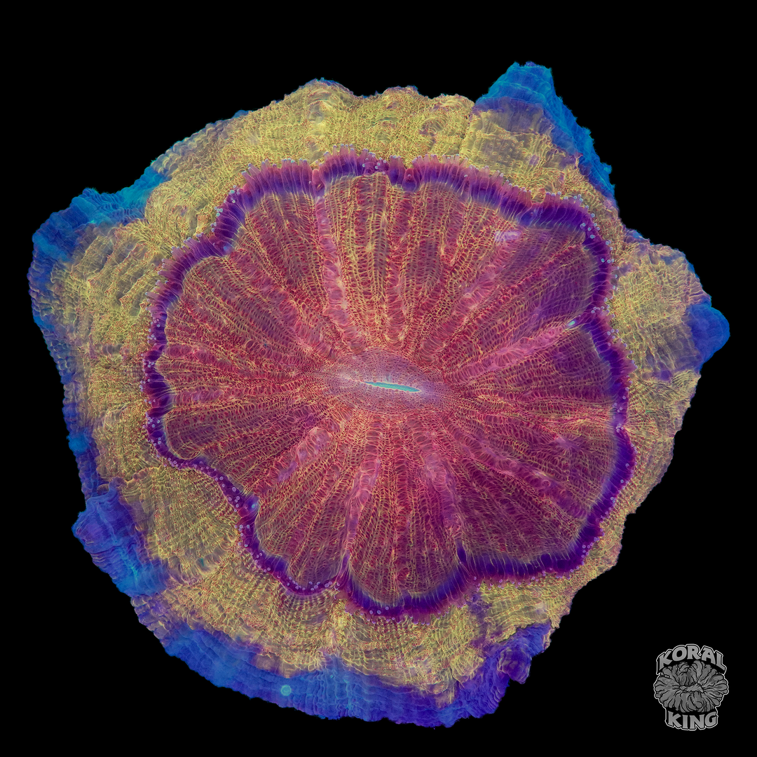 Sonic Boom Acantho – Koral King