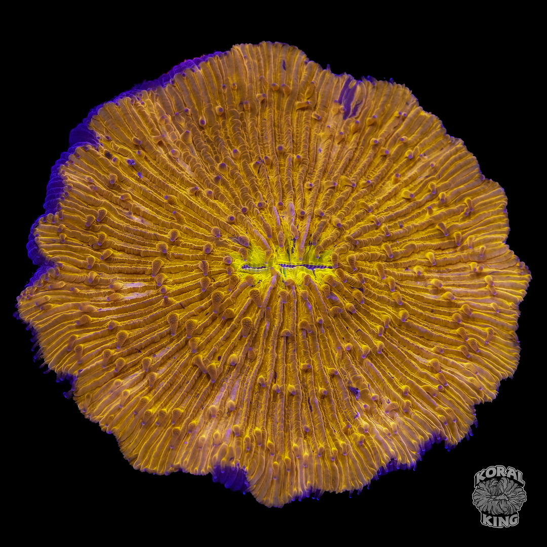 Sunbeam Plate – Koral King