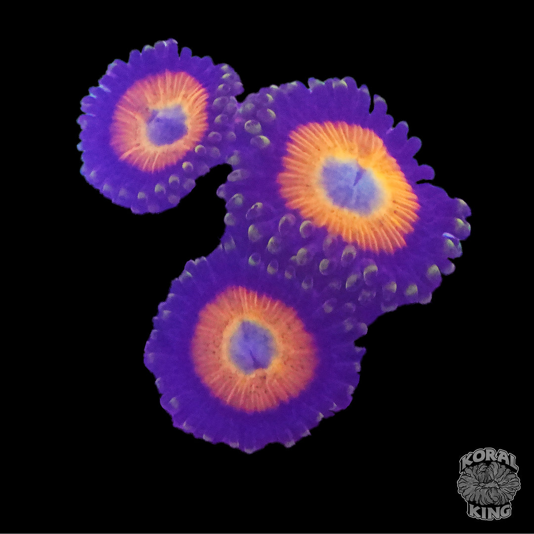 Sunflower Zoa – Koral King