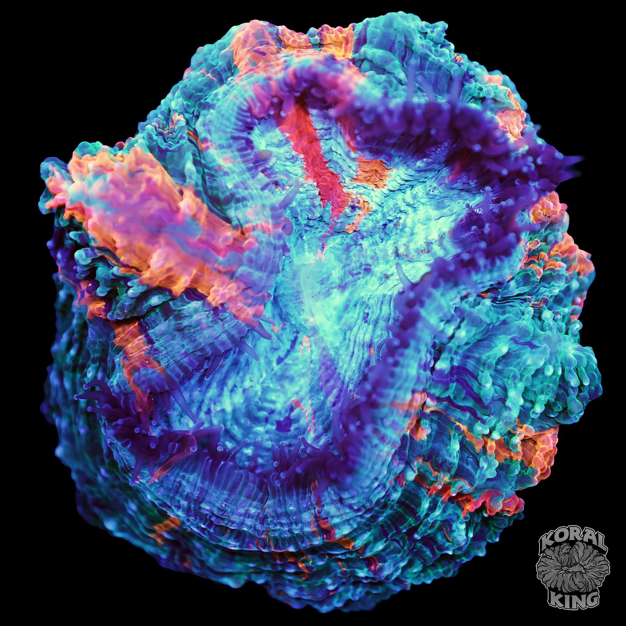 Spekled Ruby Acantho – Koral King