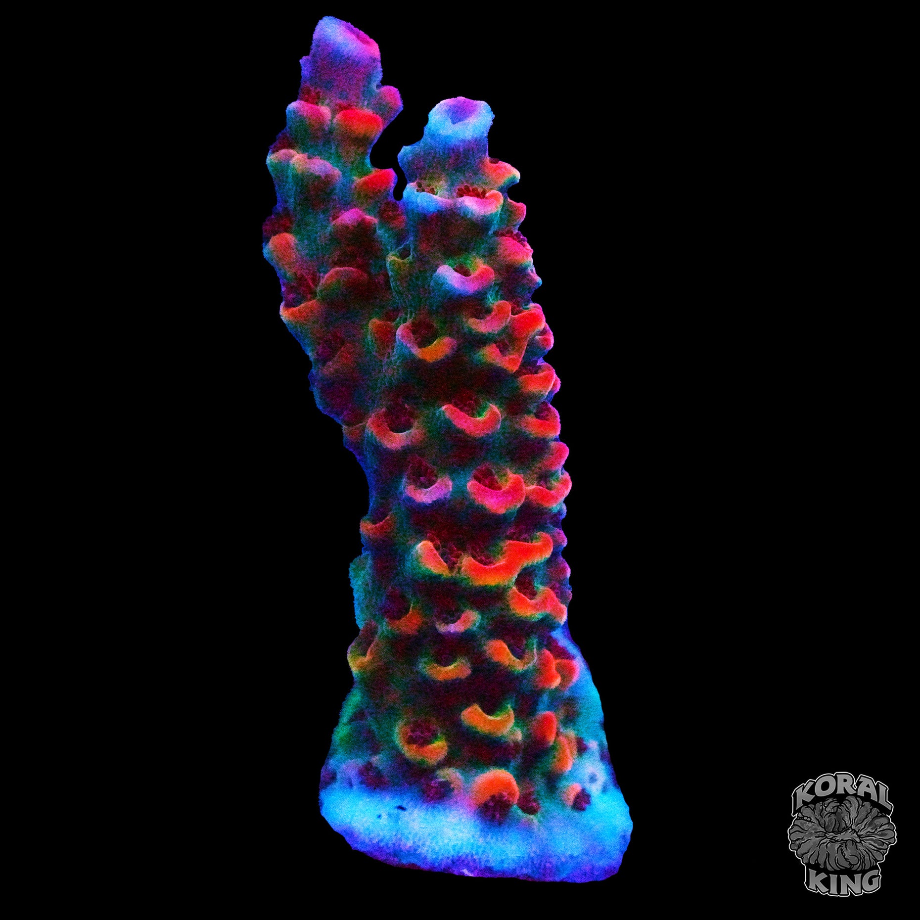 TSA Explosive Ember Acro – Koral King