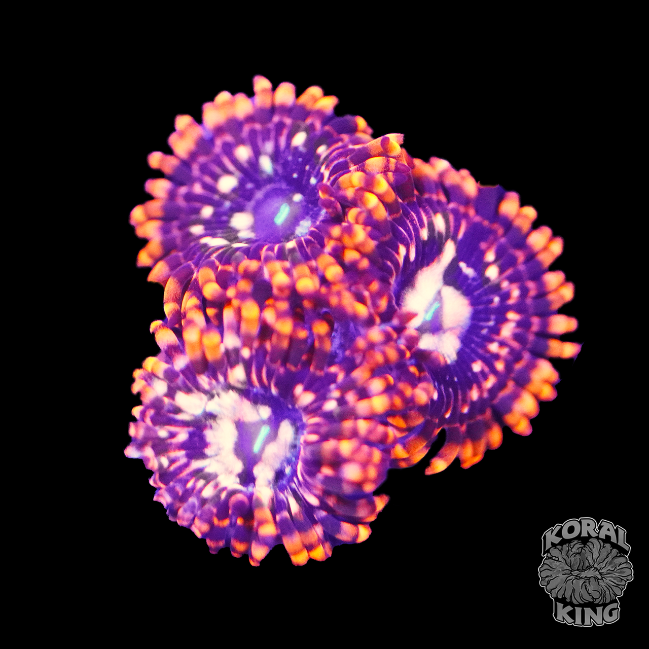 Utter Chaos Zoa – Koral King