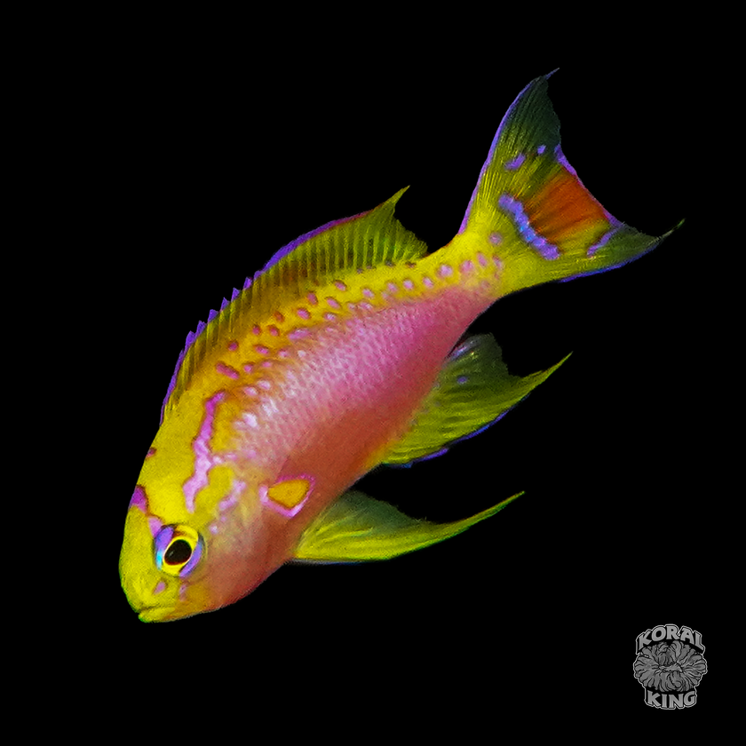 Ventralis Anthias (Male) – Koral King