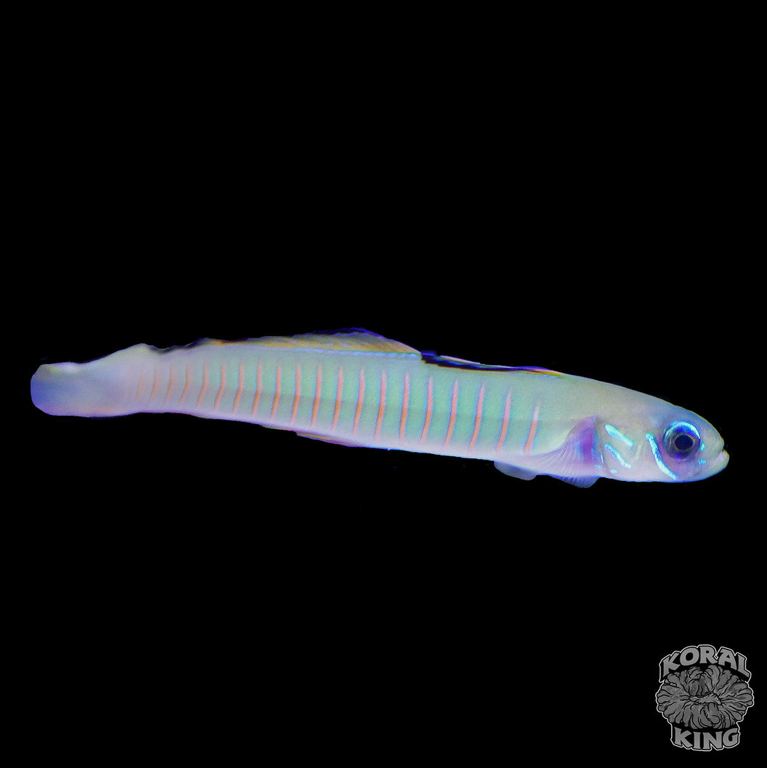 Chinese Zebra Bar Goby – Koral King