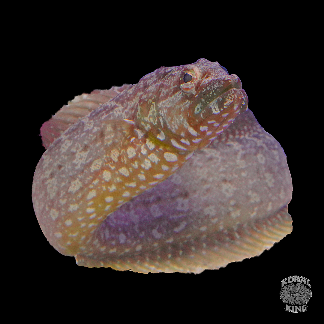 Green Wolf Dottyback – Koral King