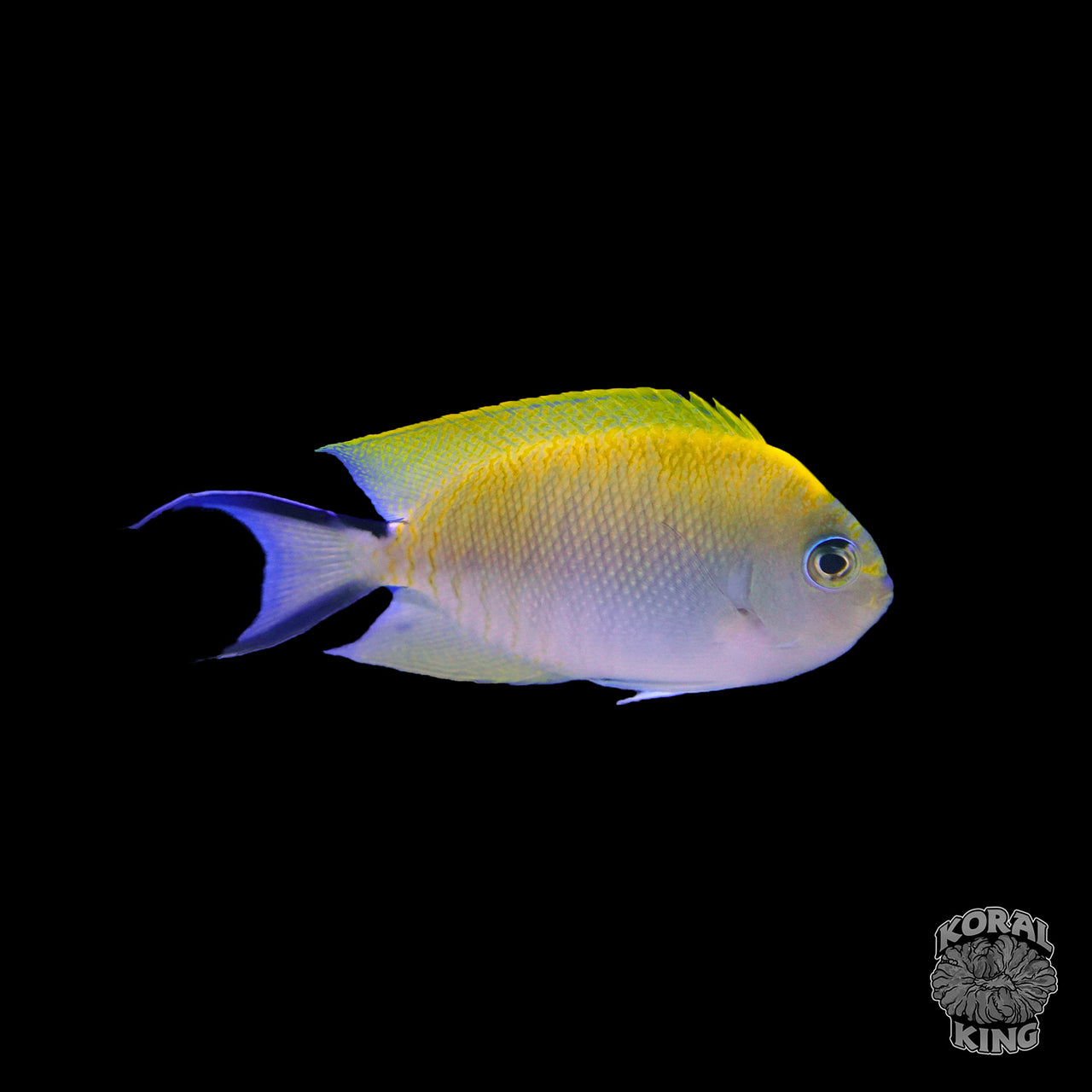 Japanese Swallowtail Angelfish – Koral King