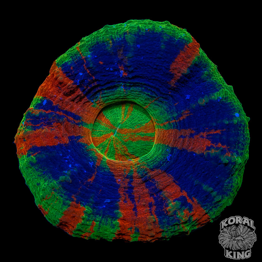 Cosmic Vortex Master Scoly – Koral King